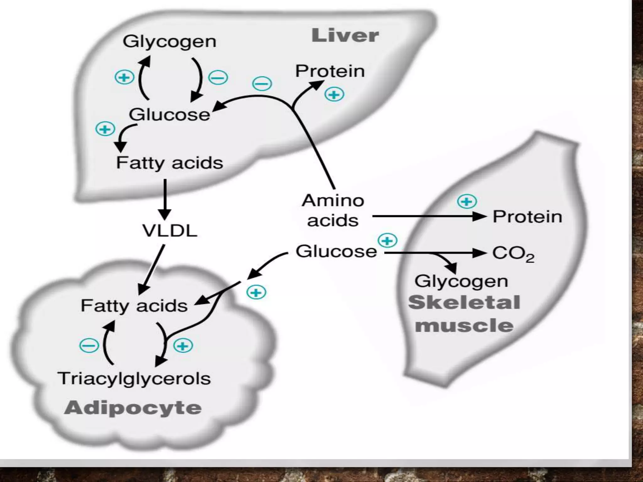Metabolic effect of insulin and glucagon | PPTX
