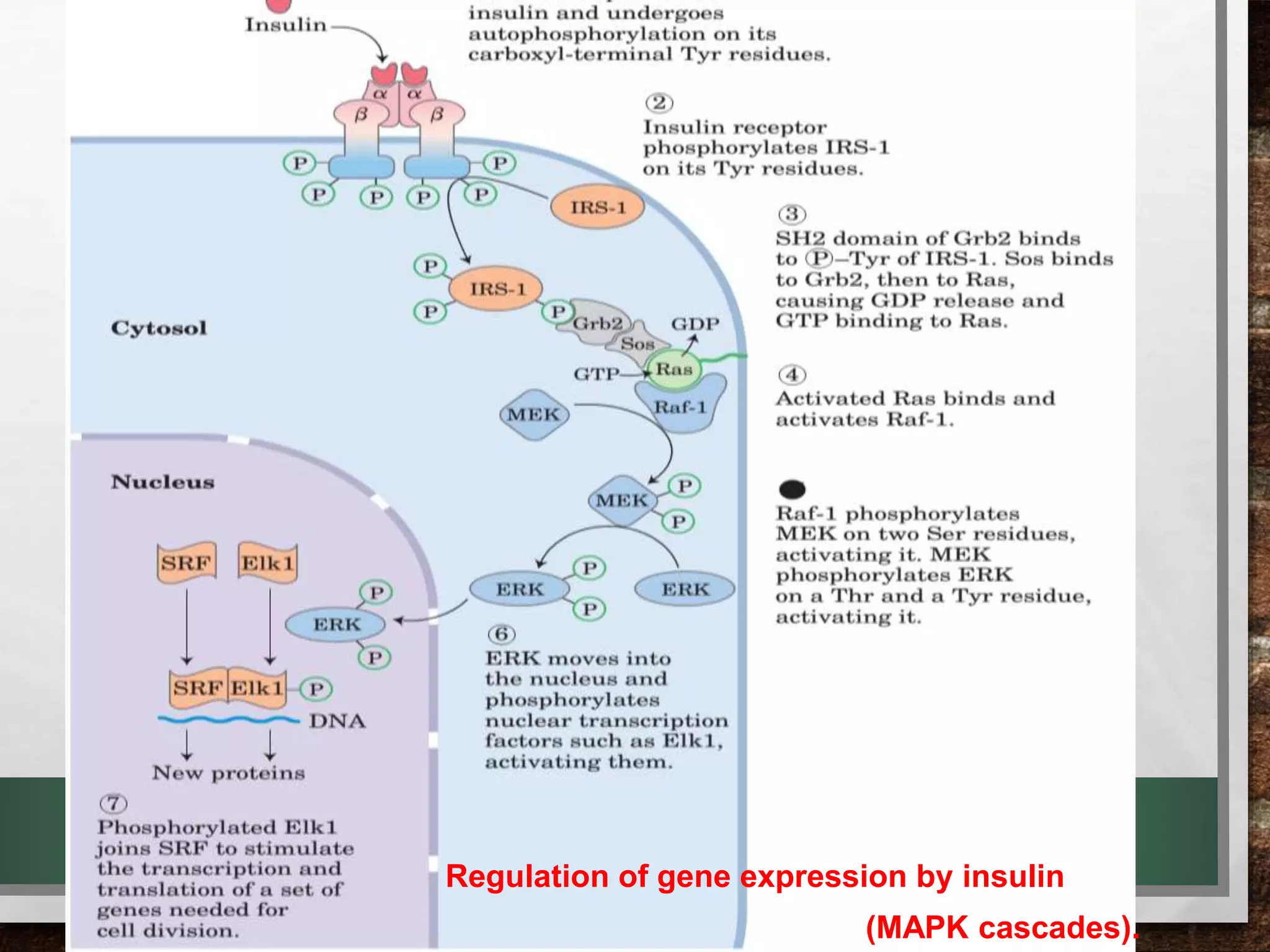 Metabolic effect of insulin and glucagon | PPTX