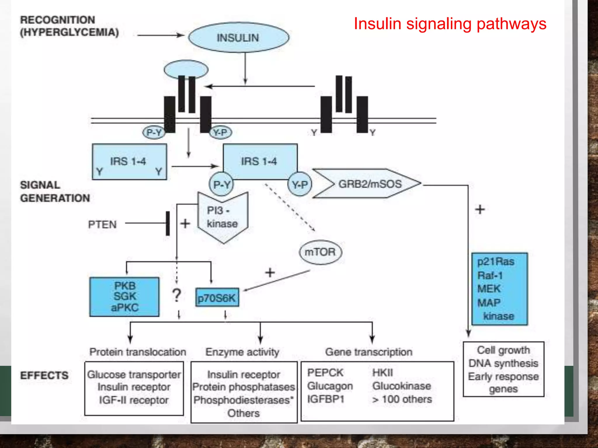 Metabolic effect of insulin and glucagon | PPTX