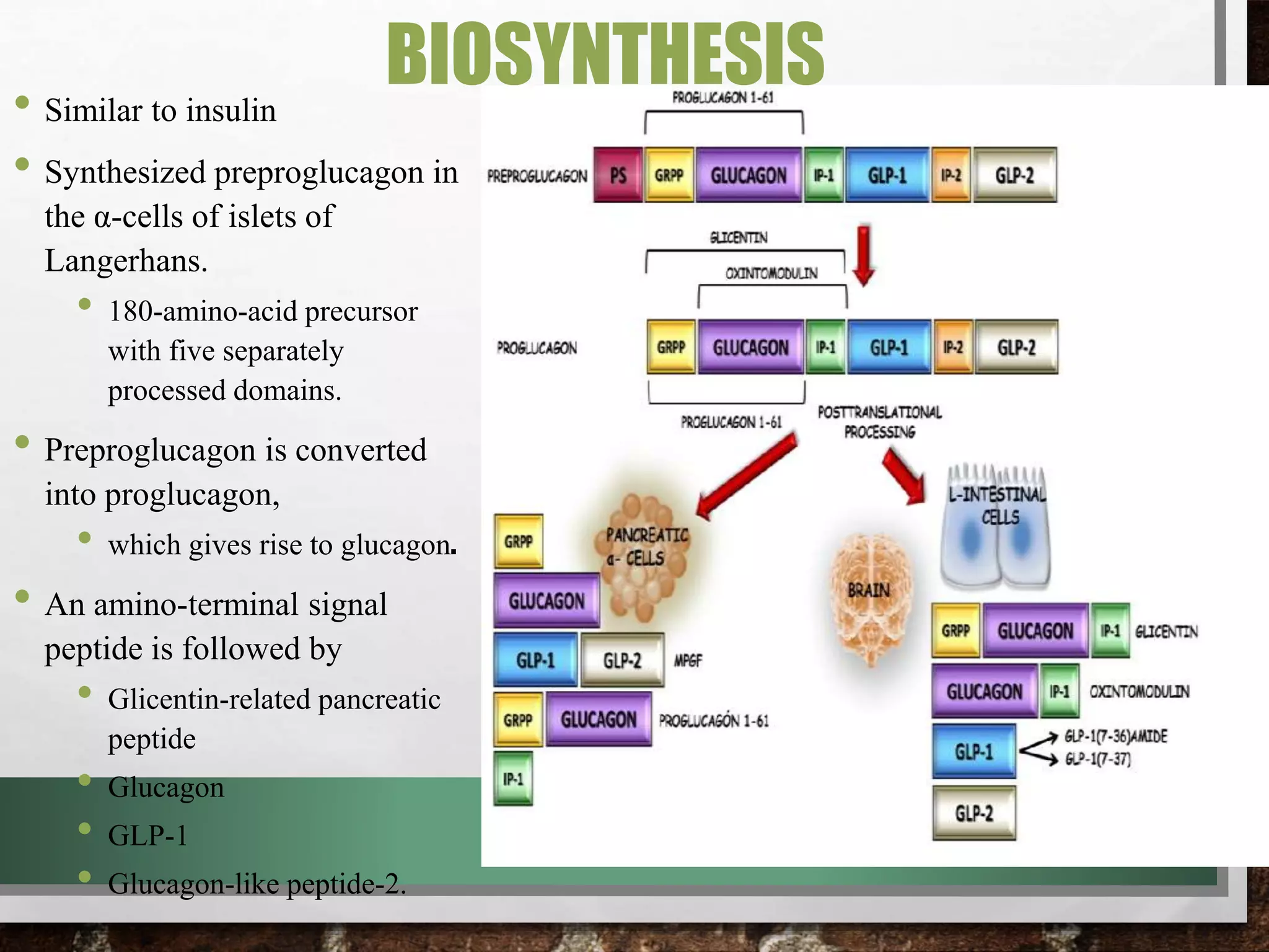 Metabolic effect of insulin and glucagon | PPTX