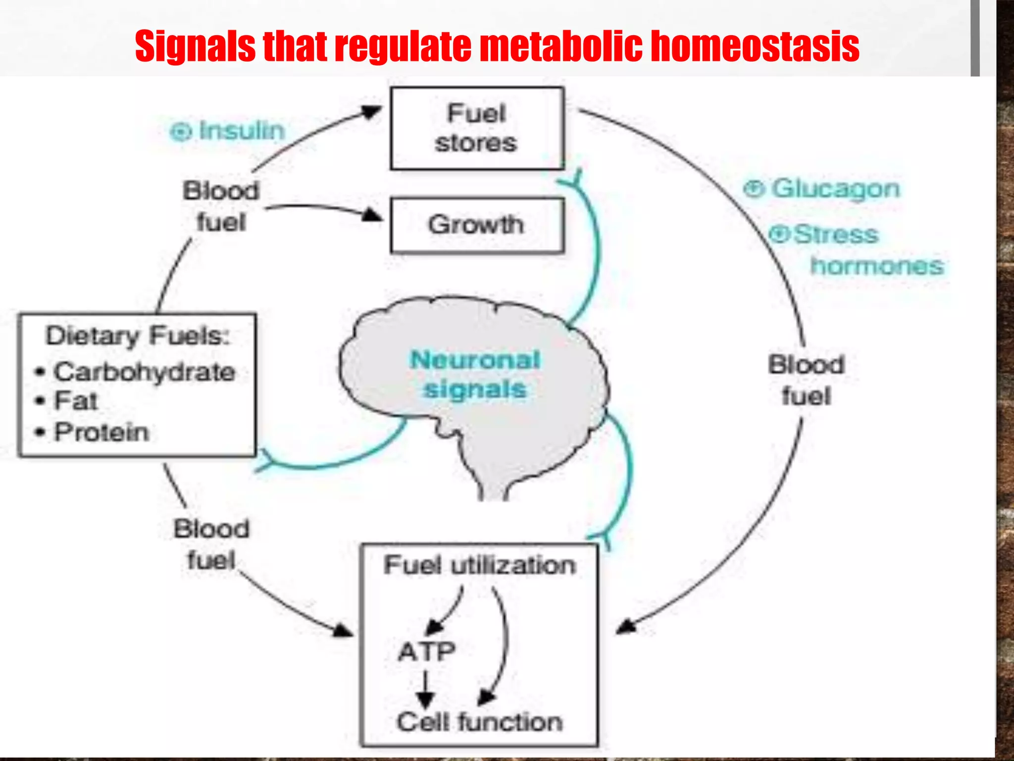 Metabolic effect of insulin and glucagon | PPTX