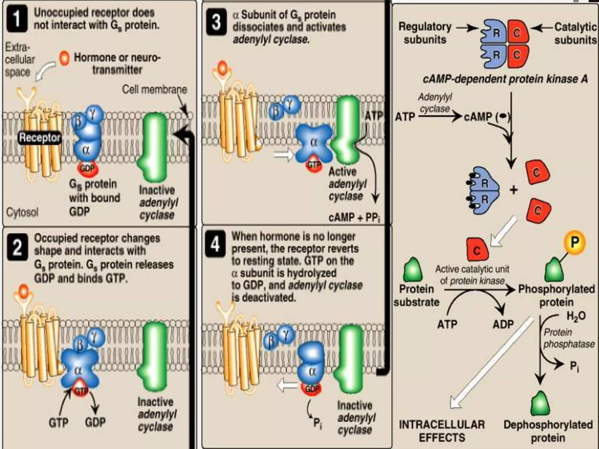 Metabolic effect of insulin and glucagon | PPTX