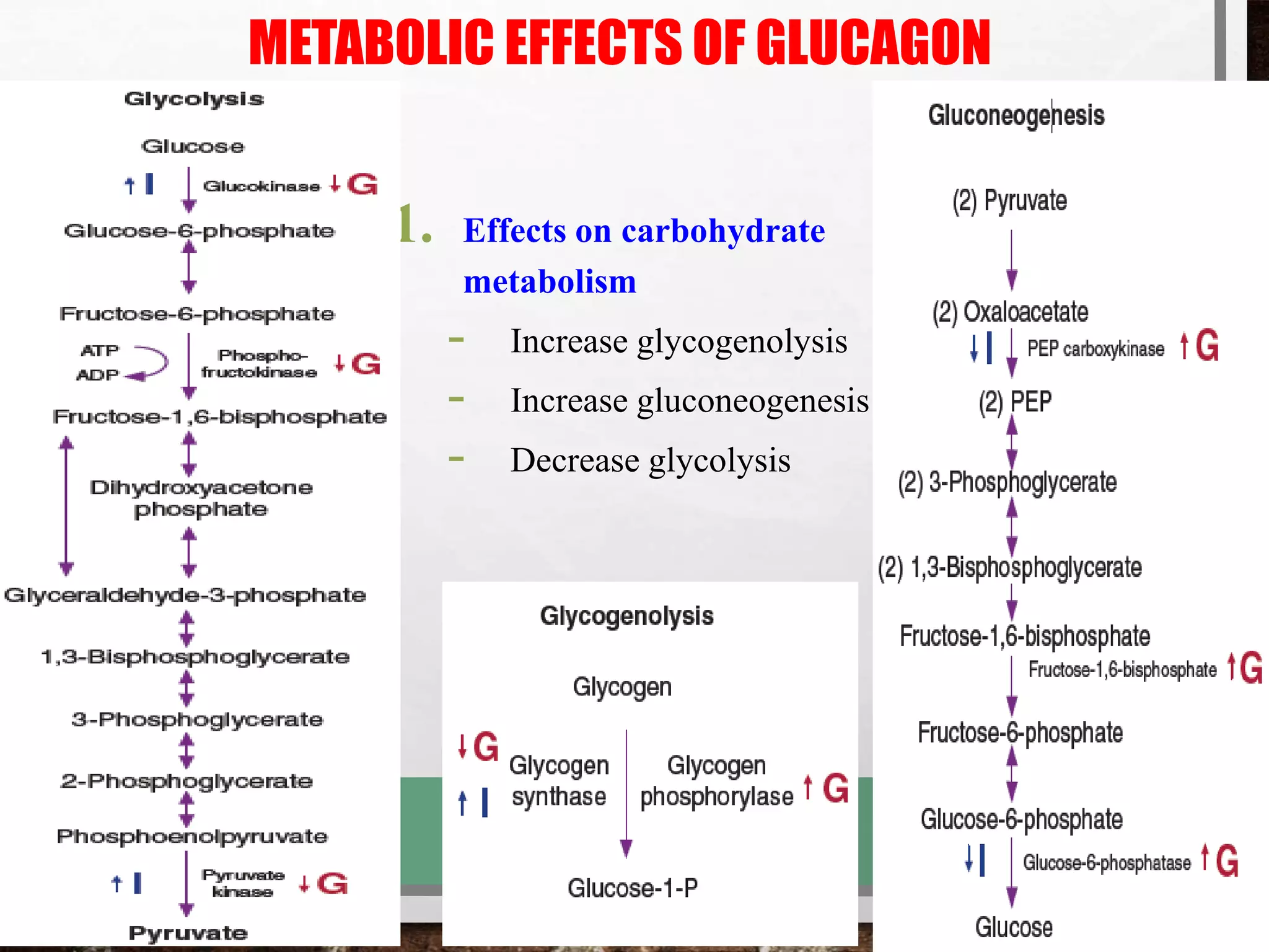 Metabolic effect of insulin and glucagon | PPTX