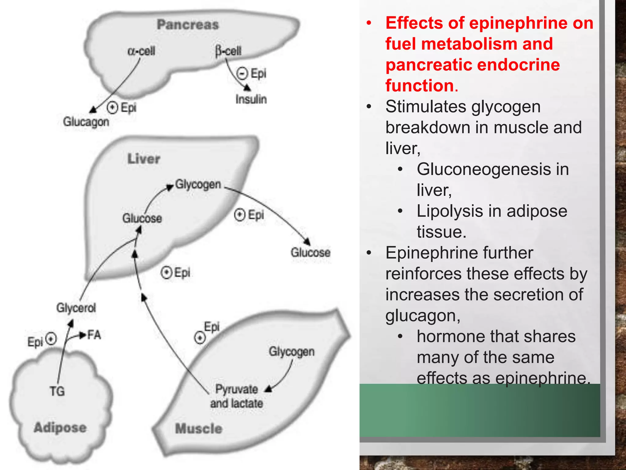 Metabolic effect of insulin and glucagon | PPTX