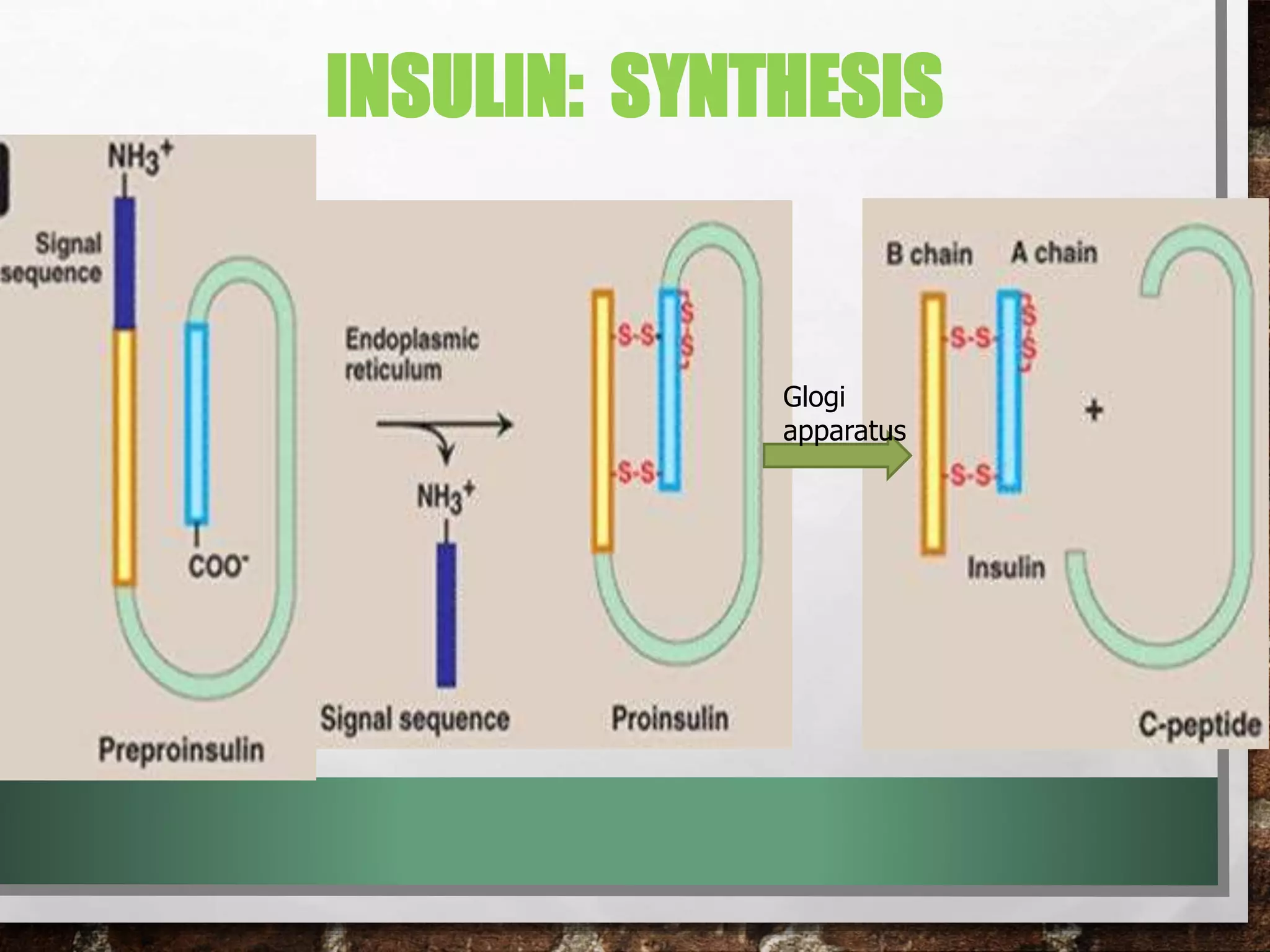 Metabolic effect of insulin and glucagon | PPTX