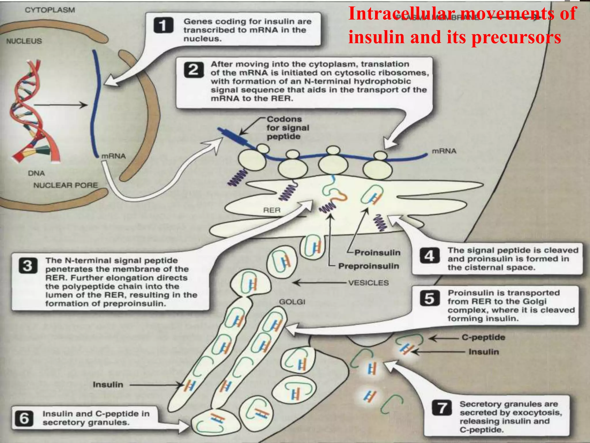 Metabolic effect of insulin and glucagon | PPTX