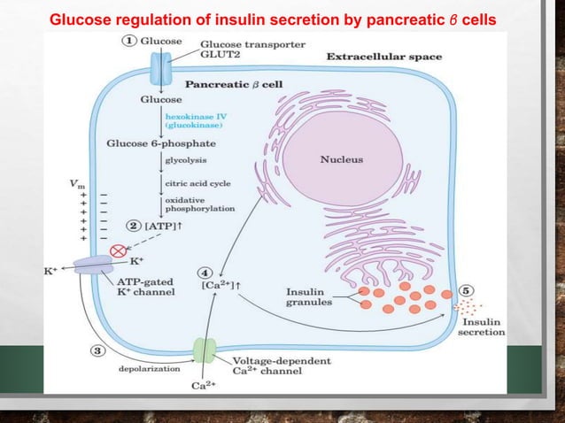 Metabolic effect of insulin and glucagon | PPTX | Endocrine and ...