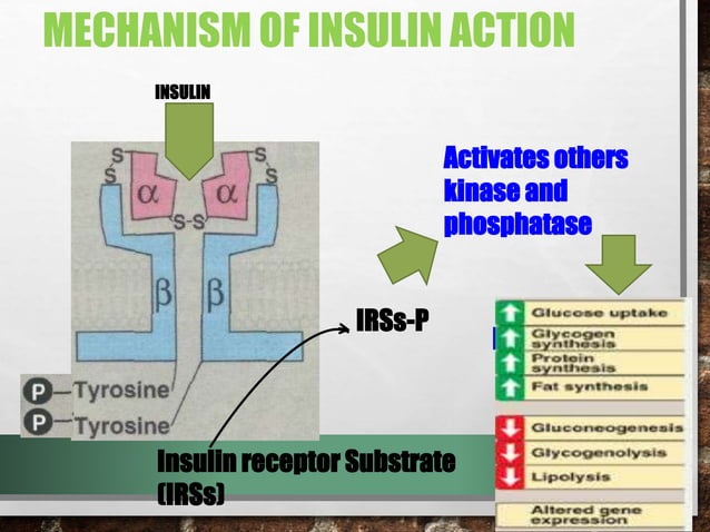 Metabolic effect of insulin and glucagon | PPTX | Endocrine and ...