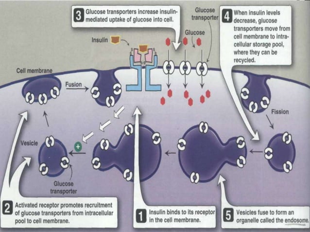 Metabolic effect of insulin and glucagon | PPTX | Endocrine and ...