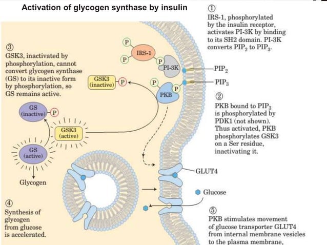 Metabolic effect of insulin and glucagon | PPTX | Endocrine and ...