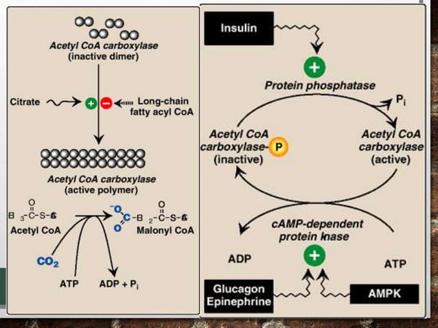 Metabolic effect of insulin and glucagon | PPTX | Endocrine and ...