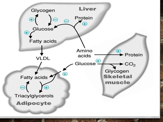 Metabolic effect of insulin and glucagon | PPTX | Endocrine and ...