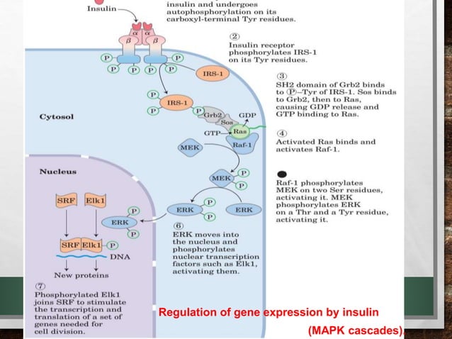 Metabolic effect of insulin and glucagon | PPTX | Endocrine and ...
