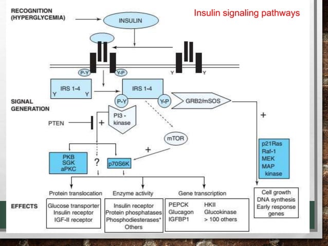 Metabolic effect of insulin and glucagon | PPTX | Endocrine and ...