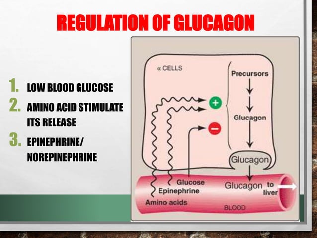 Metabolic effect of insulin and glucagon | PPTX | Endocrine and ...