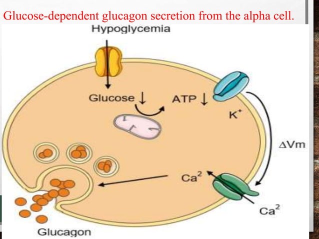 Metabolic effect of insulin and glucagon | PPTX | Endocrine and ...