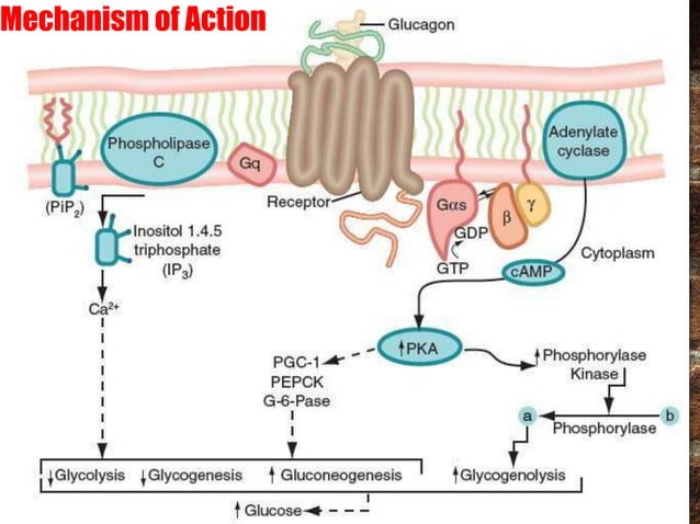 Metabolic effect of insulin and glucagon | PPTX | Endocrine and ...