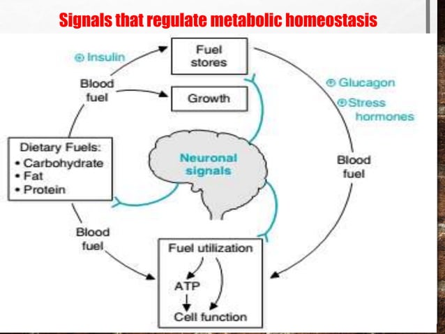 Metabolic effect of insulin and glucagon | PPTX | Endocrine and ...