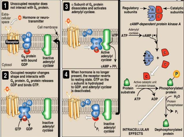 Metabolic effect of insulin and glucagon | PPTX | Endocrine and ...