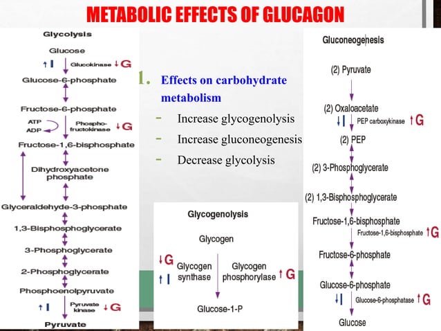 Metabolic effect of insulin and glucagon | PPTX | Endocrine and ...