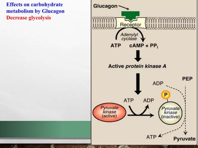 Metabolic effect of insulin and glucagon | PPTX | Endocrine and ...