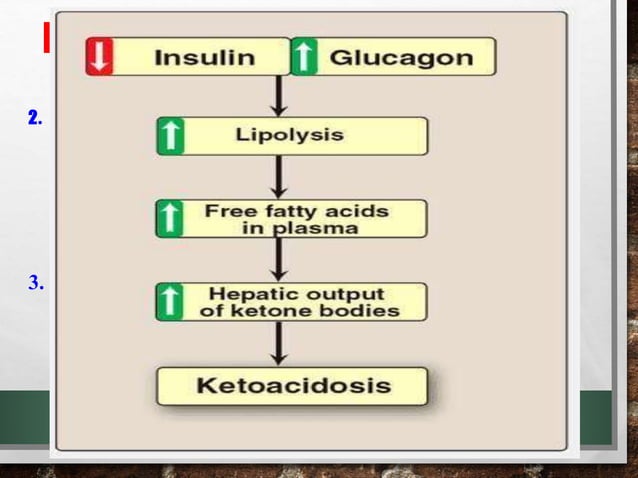 Metabolic effect of insulin and glucagon | PPTX | Endocrine and ...