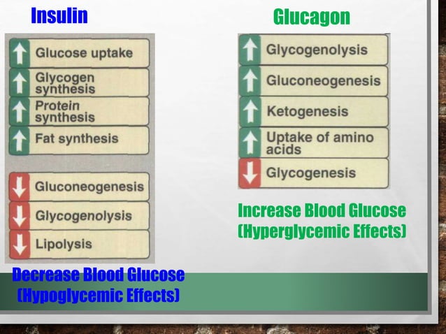 Metabolic effect of insulin and glucagon | PPTX | Endocrine and ...