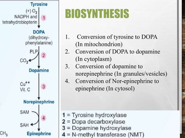 Metabolic effect of insulin and glucagon | PPTX | Endocrine and ...