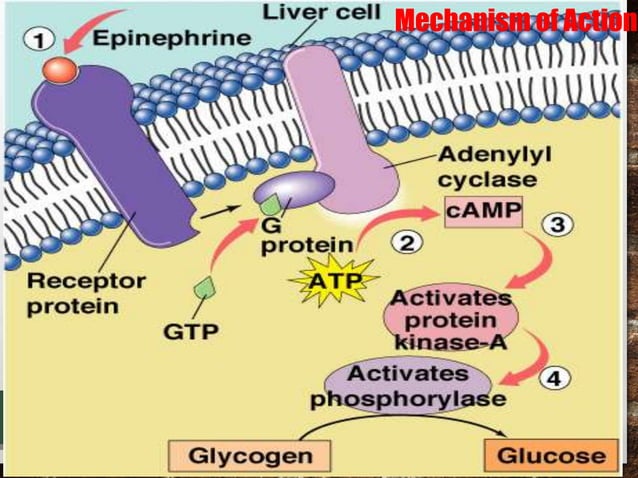 Metabolic effect of insulin and glucagon | PPTX | Endocrine and ...