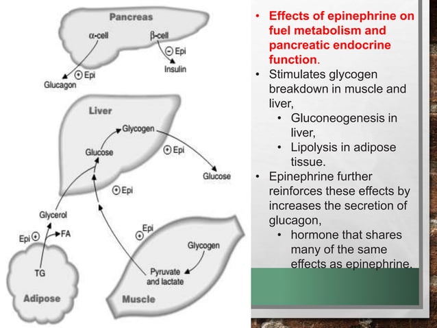 Metabolic effect of insulin and glucagon | PPTX | Endocrine and ...