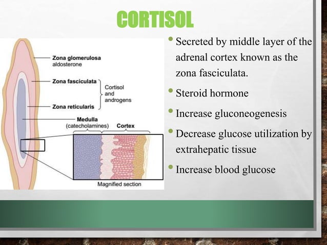 Metabolic effect of insulin and glucagon | PPTX | Endocrine and ...