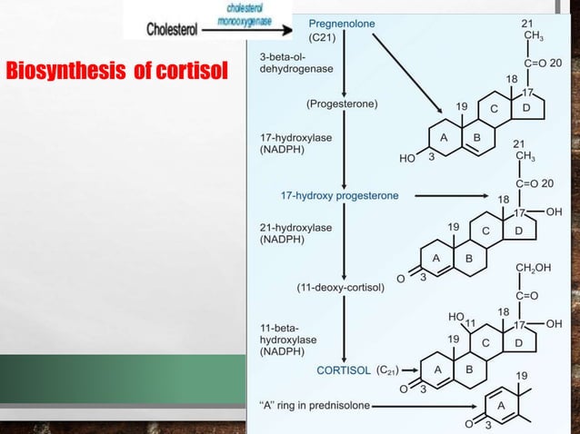 Metabolic effect of insulin and glucagon | PPTX | Endocrine and ...