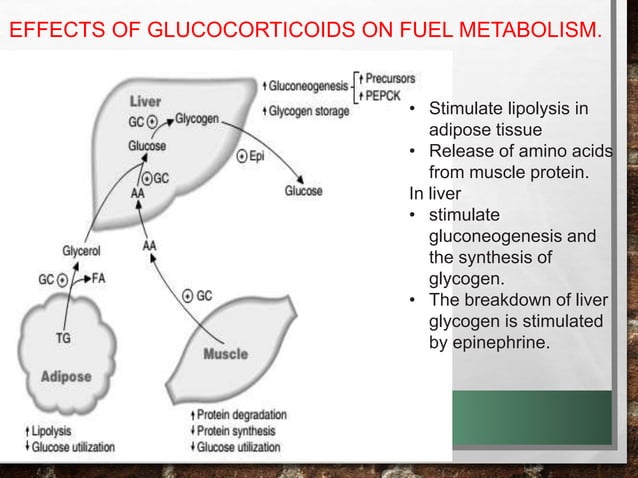 Metabolic effect of insulin and glucagon | PPTX | Endocrine and ...
