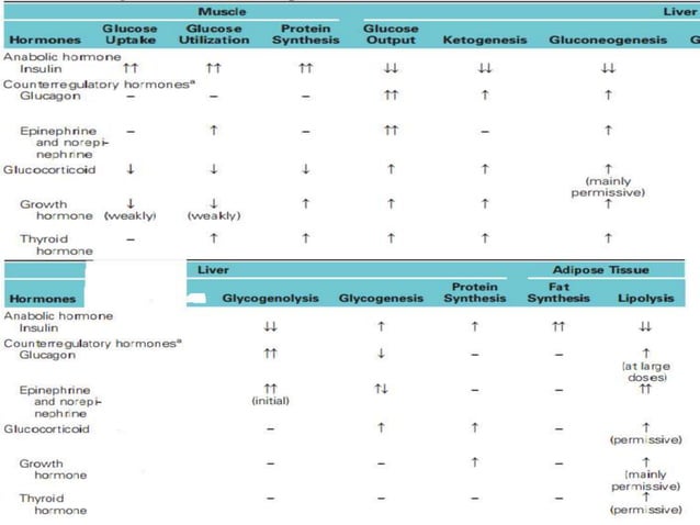Metabolic effect of insulin and glucagon | PPTX | Endocrine and ...