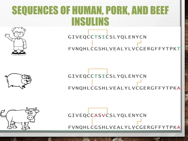 Metabolic effect of insulin and glucagon | PPTX | Endocrine and ...