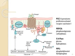Metabolic effect of pancreatic hormones,insulin glucagon and PPP ...