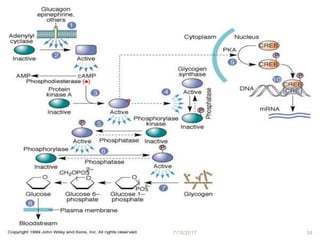 Metabolic effect of pancreatic hormones,insulin glucagon and PPP ...