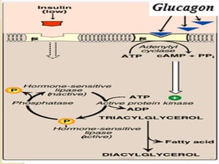 Metabolic effect of pancreatic hormones,insulin glucagon and PPP ...
