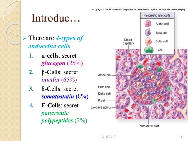 Metabolic effect of pancreatic hormones,insulin glucagon and PPP ...