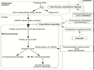Metabolic effect of pancreatic hormones,insulin glucagon and PPP ...