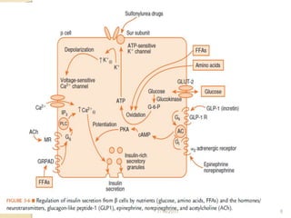 Metabolic effect of pancreatic hormones,insulin glucagon and PPP ...
