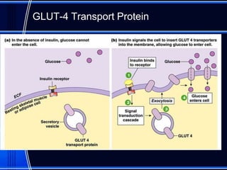 Metabolic Effects of Insulin | PDF