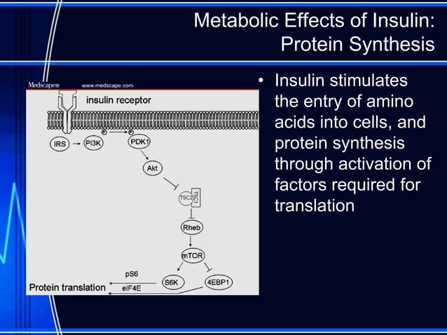 Metabolic Effects of Insulin | PDF