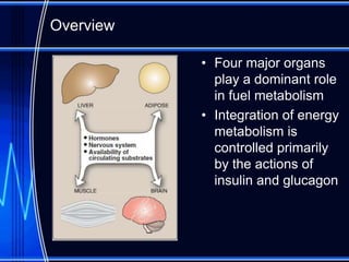 Metabolic Effects of Insulin | PDF