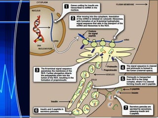Metabolic Effects of Insulin | PDF