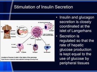 Metabolic Effects of Insulin | PDF