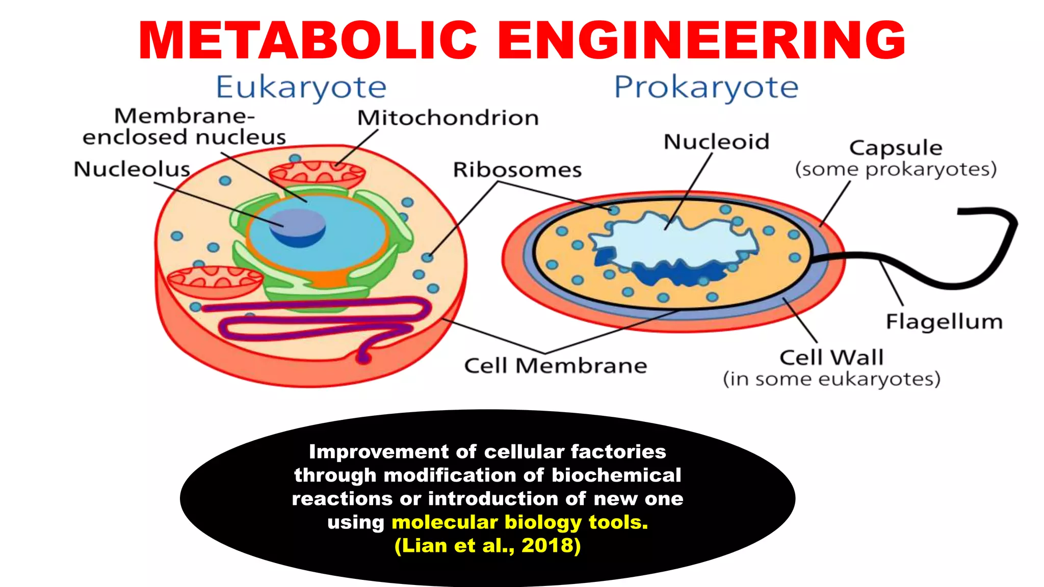 Metabolic Engineering | PPTX