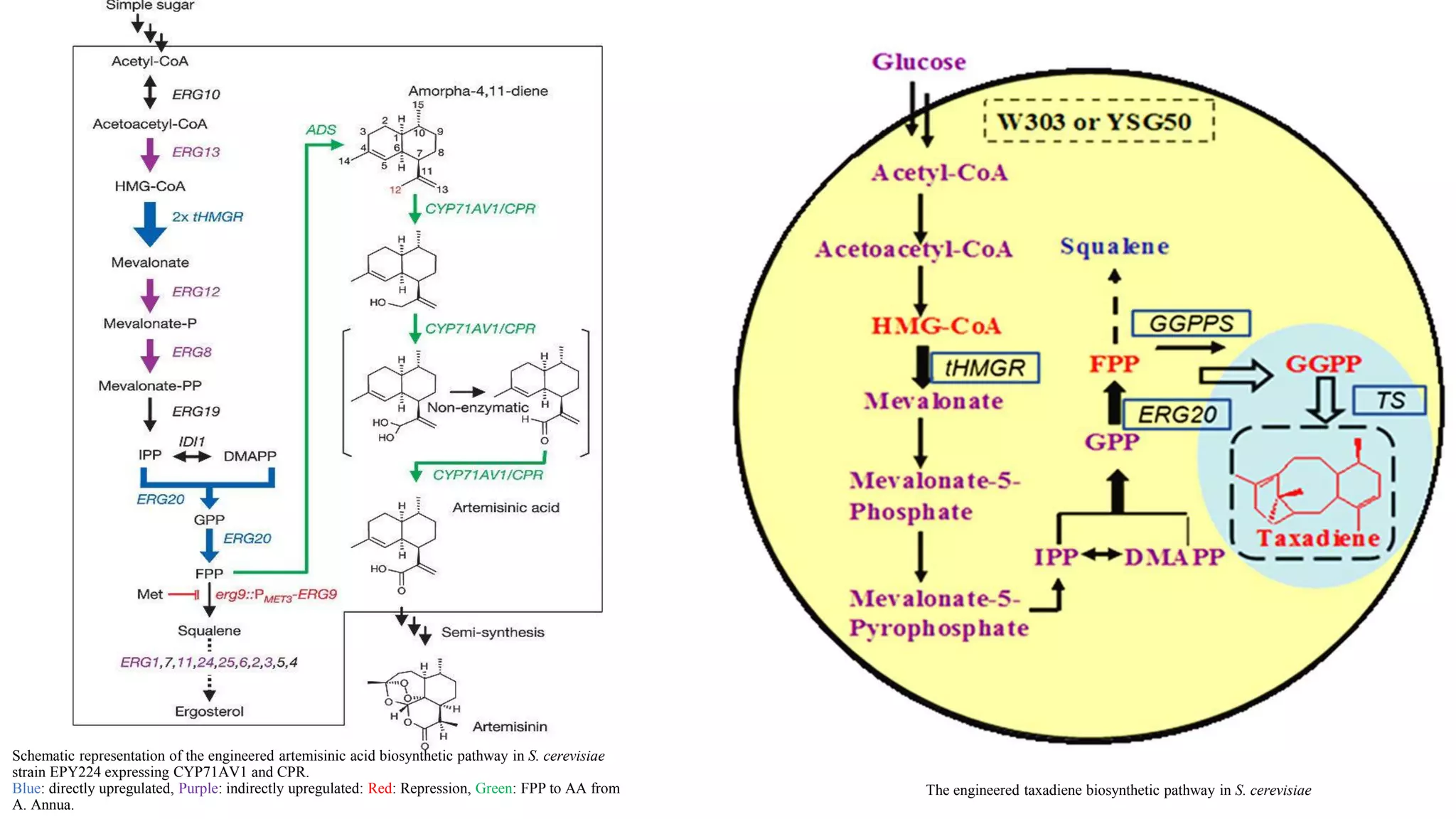 Metabolic Engineering Of Saccharomyces Cerevisiae For Isoprenoids