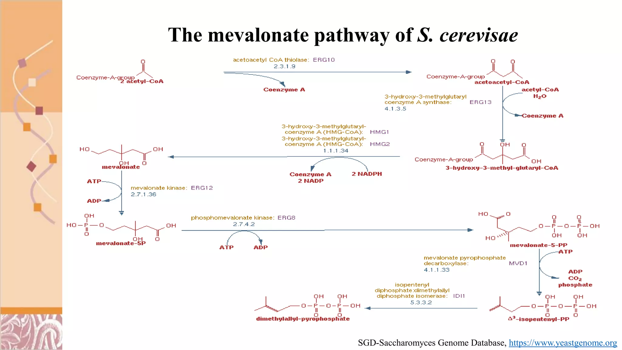 Metabolic Engineering Of Saccharomyces Cerevisiae For Isoprenoids