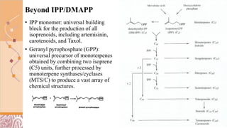 Metabolic engineering of Saccharomyces cerevisiae for isoprenoids ...